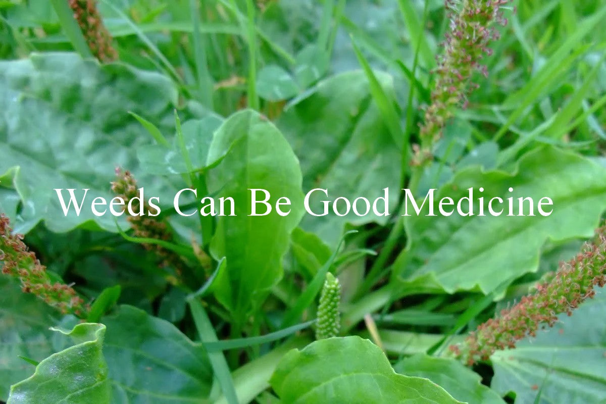 Weeds Can Be Good Medicine!Plants we need tend to grow nearby.